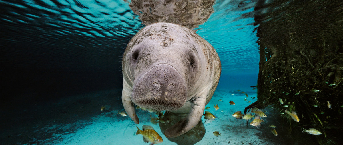 Ways to Give - Sailors for the Sea